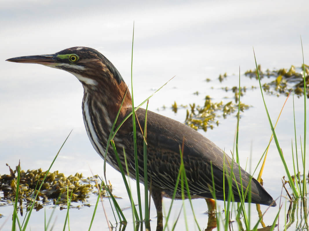 Birding on Martha's Vineyard